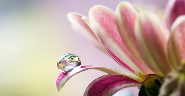 6 Brilliant Tricks From A Professional Macro Photographer - Page 2 of 3 ...